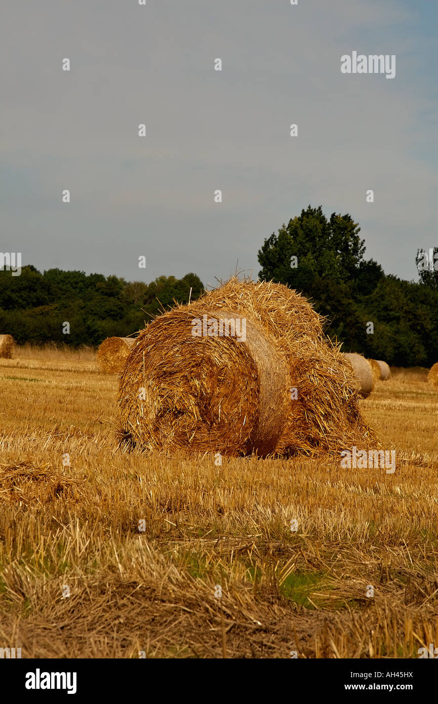 Hayfever hay fever hi-res stock photography and images - Alamy