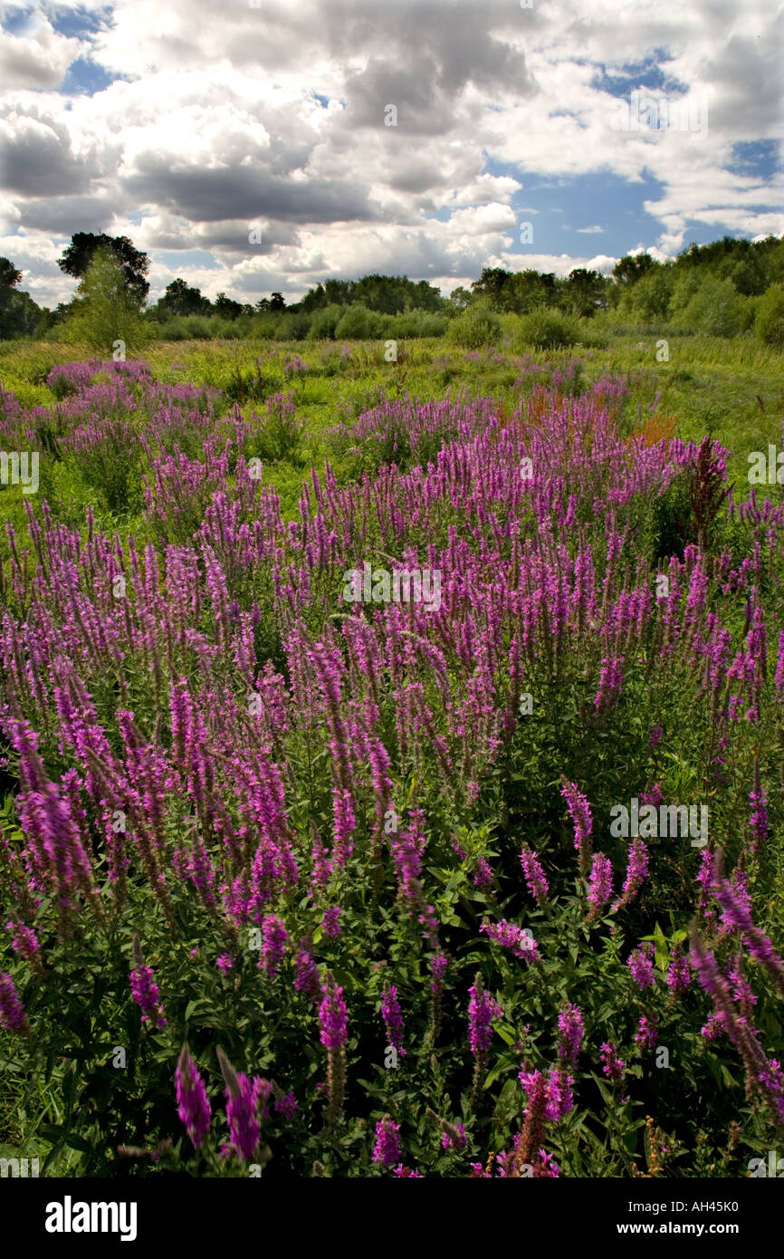 Thames Side Water Meadow at Marlow Buckinghamshire UK August Stock ...
