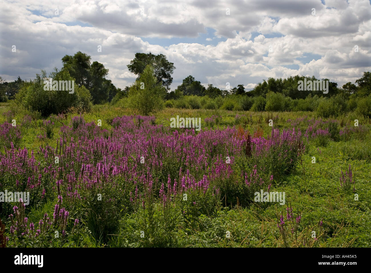 Thames Side Water Meadow at Marlow Buckinghamshire UK August Stock ...
