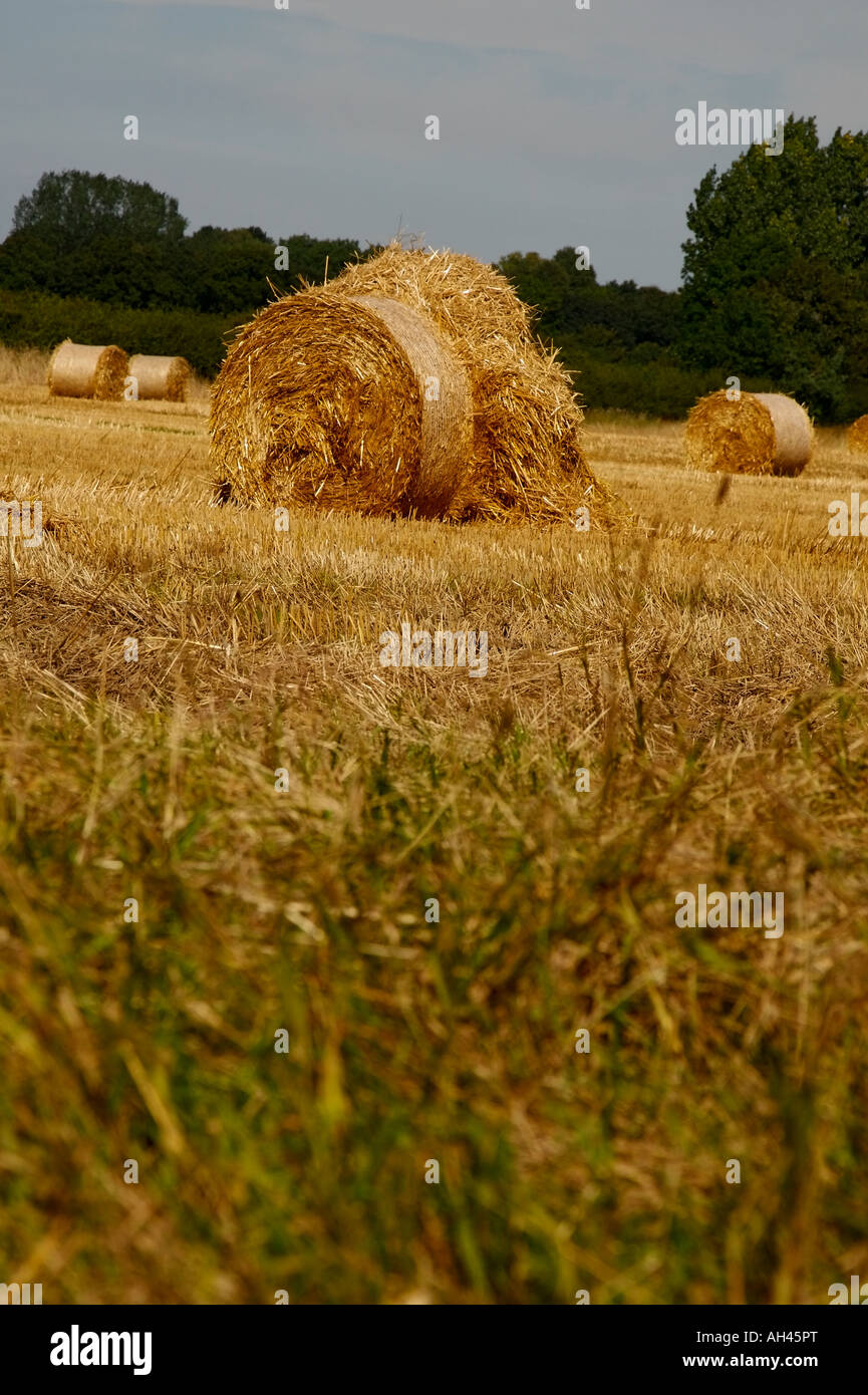 Hay rotten hi-res stock photography and images - Alamy