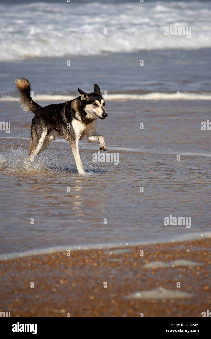 Husky on the beach Stock Photo - Alamy