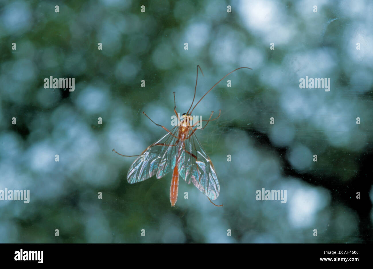 Ophion luteus hi-res stock photography and images - Alamy