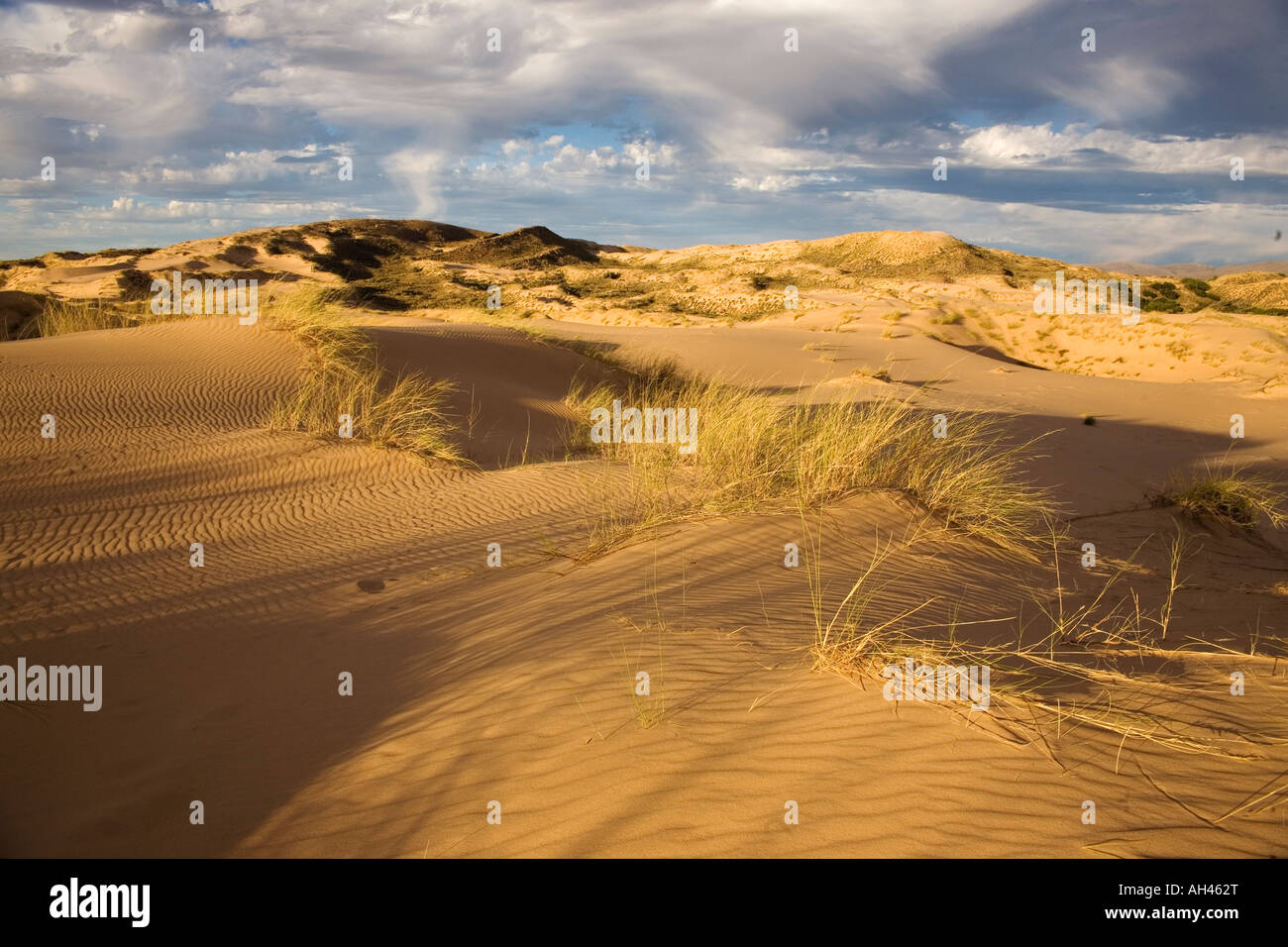 Roaring sand dunes Witsand nature reserve Northern Cape South Africa ...
