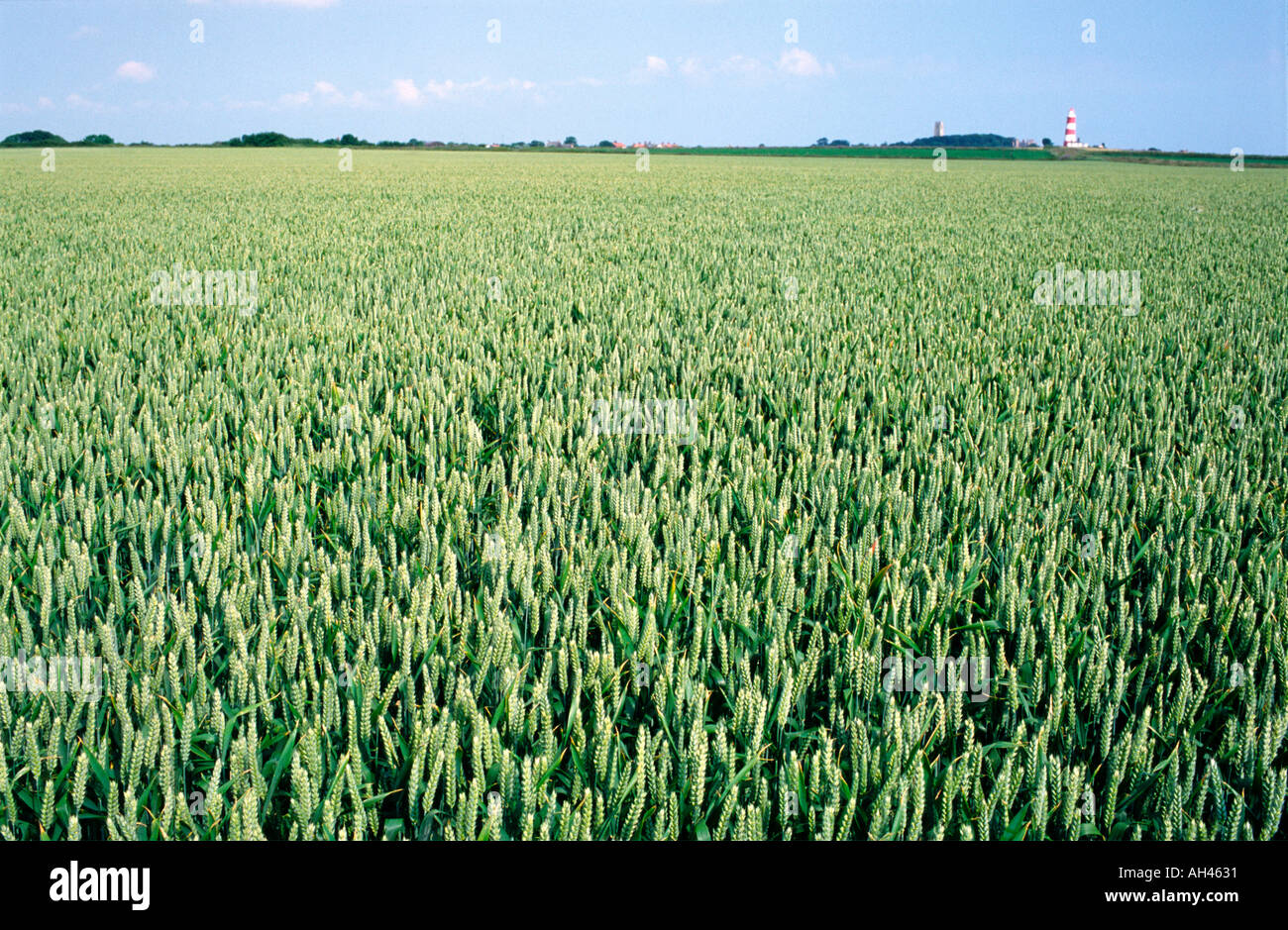 WHEAT CEREAL CROP IN FIELD HAPPISBURGH NORFOLK EAST ANGLIA ENGLAND UK ...