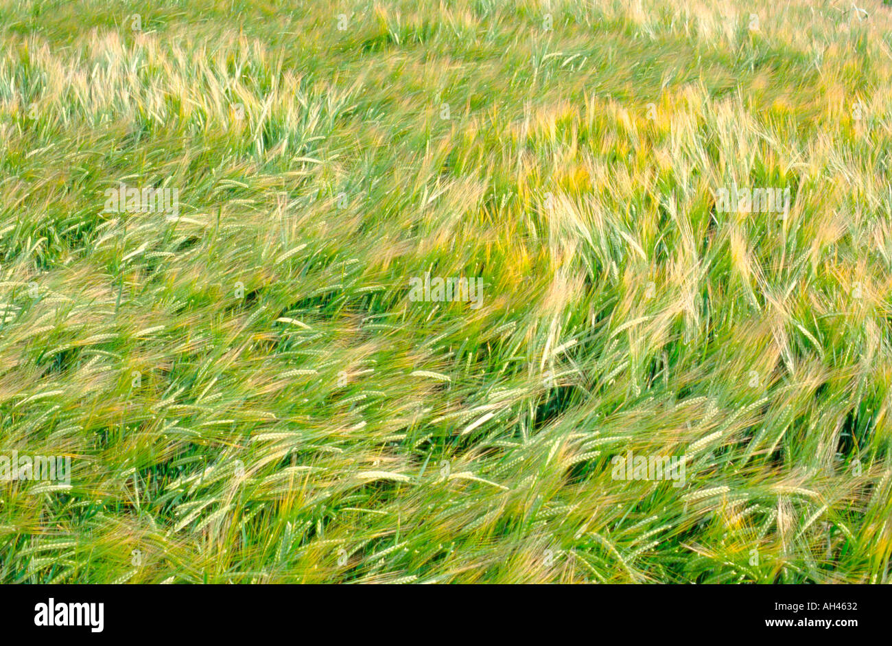 CEREAL CROP IN FIELD LONG EXPOSURE GIVING BLURRED EFFECT. HAPPISBURGH ...