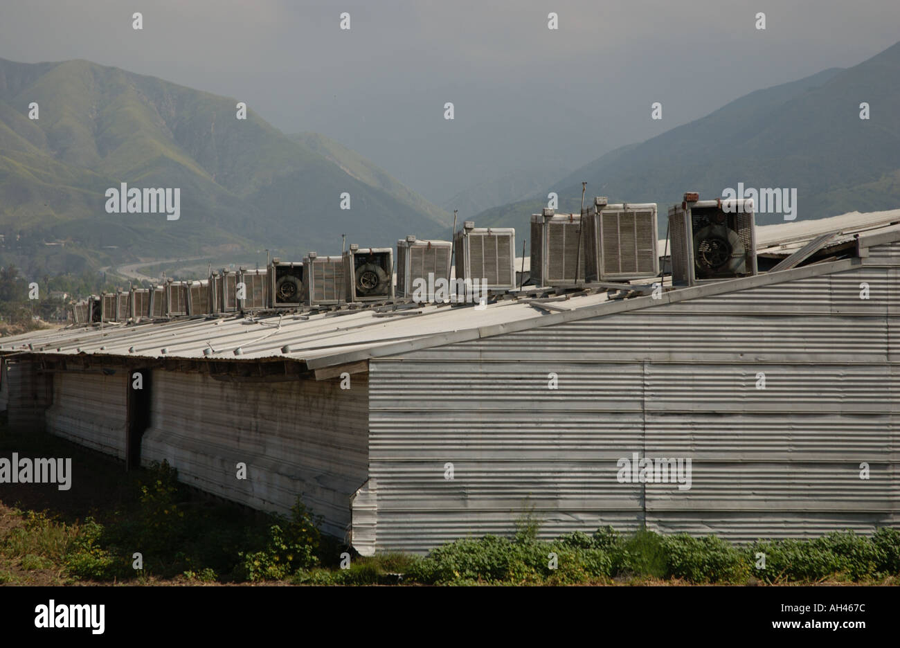 Old chicken farm Stock Photo - Alamy