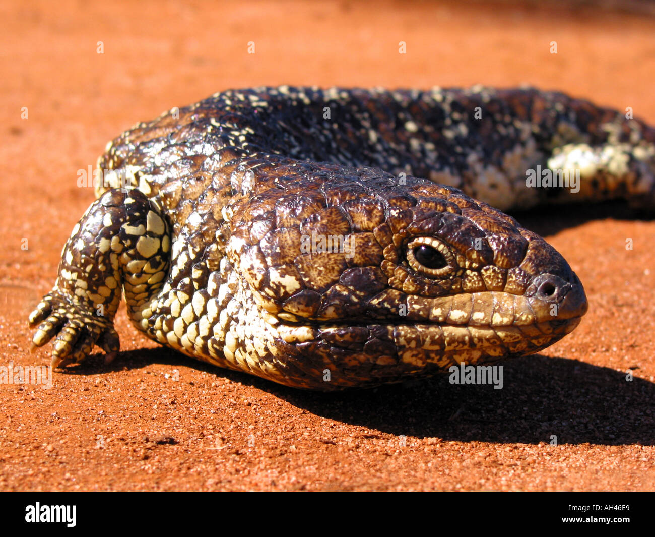 Australian Blue tongue lizard High resolution digital camera image ...
