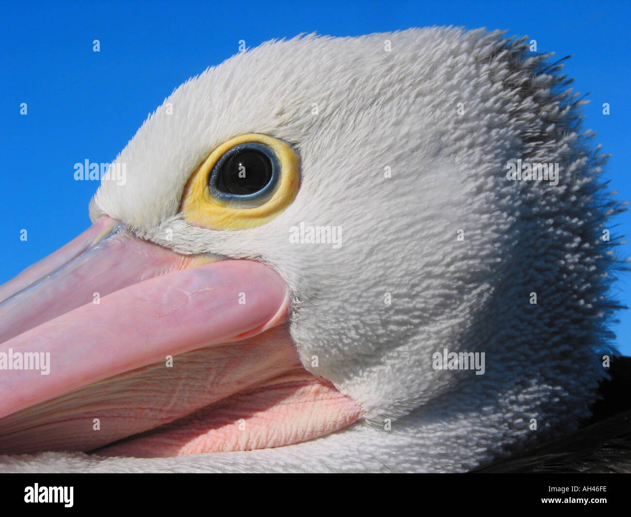 Pelican eye High resolution digital camera photo Stock Photo - Alamy