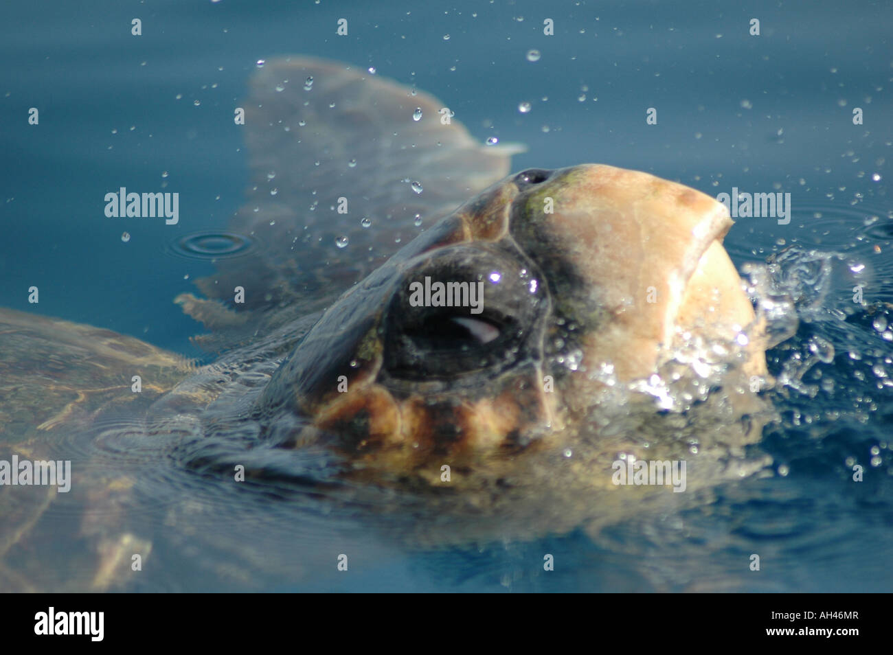 Loggerhead turtle in Zakynthos Stock Photo - Alamy