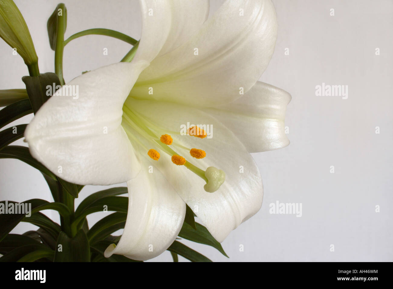 Indoor easter lily hi-res stock photography and images - Alamy