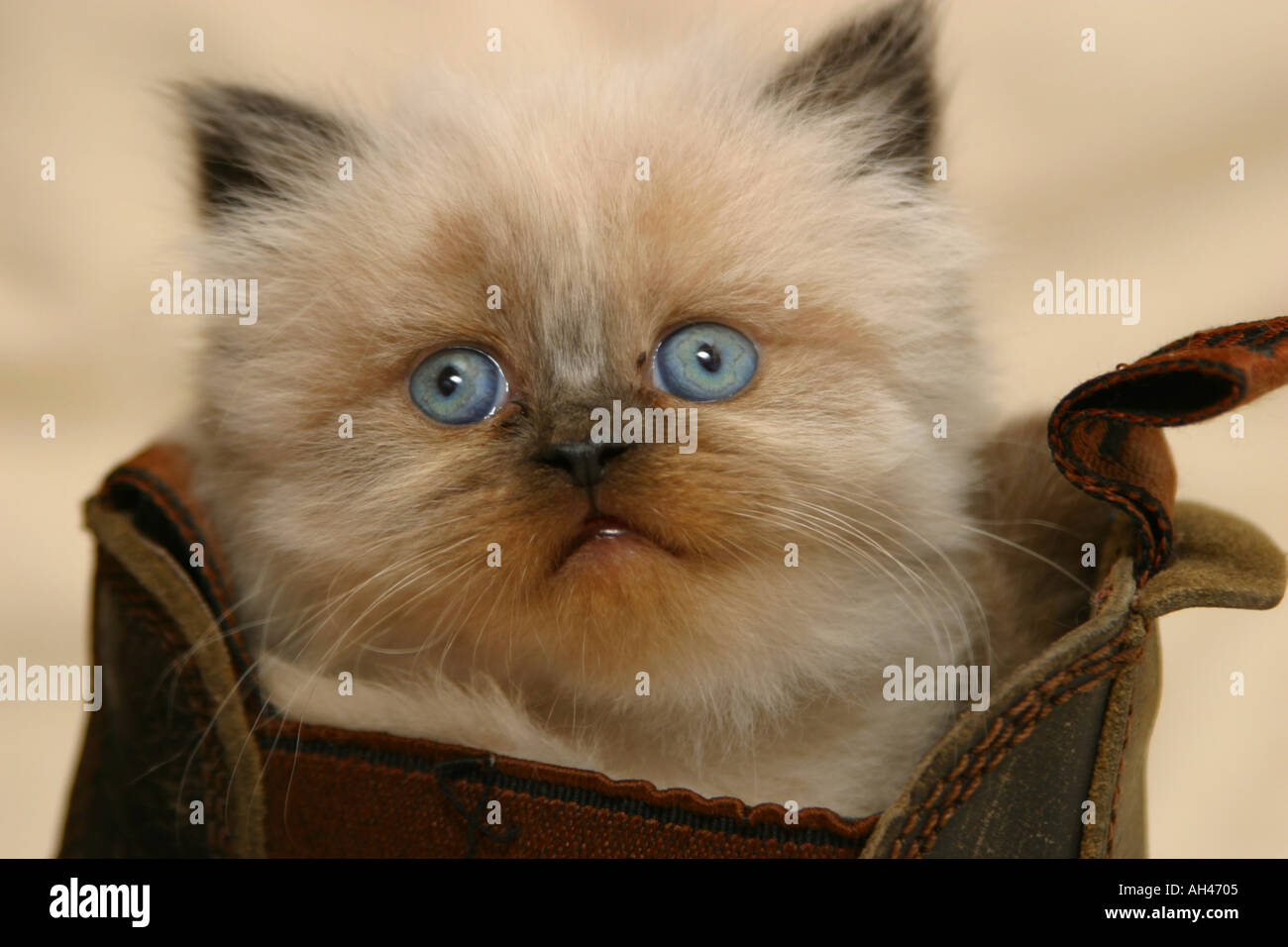 Kitten in boot hi-res stock photography and images - Alamy