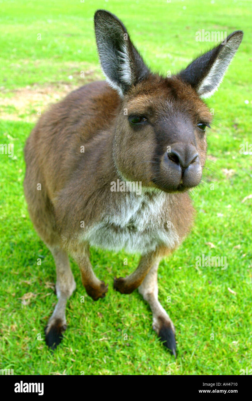 Cheeky kangaroo hi-res stock photography and images - Alamy