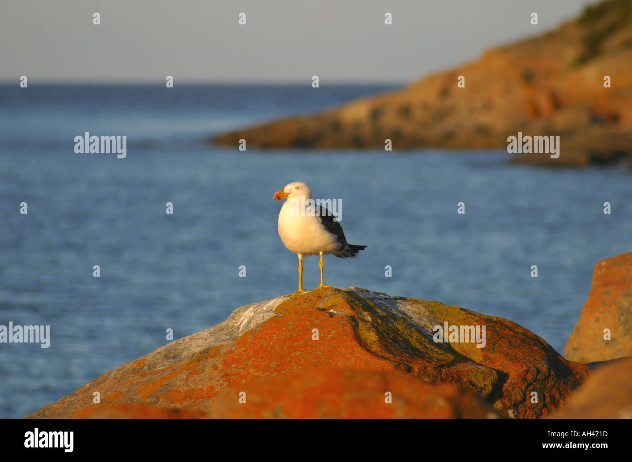 Pacific sea bird red hi-res stock photography and images - Alamy
