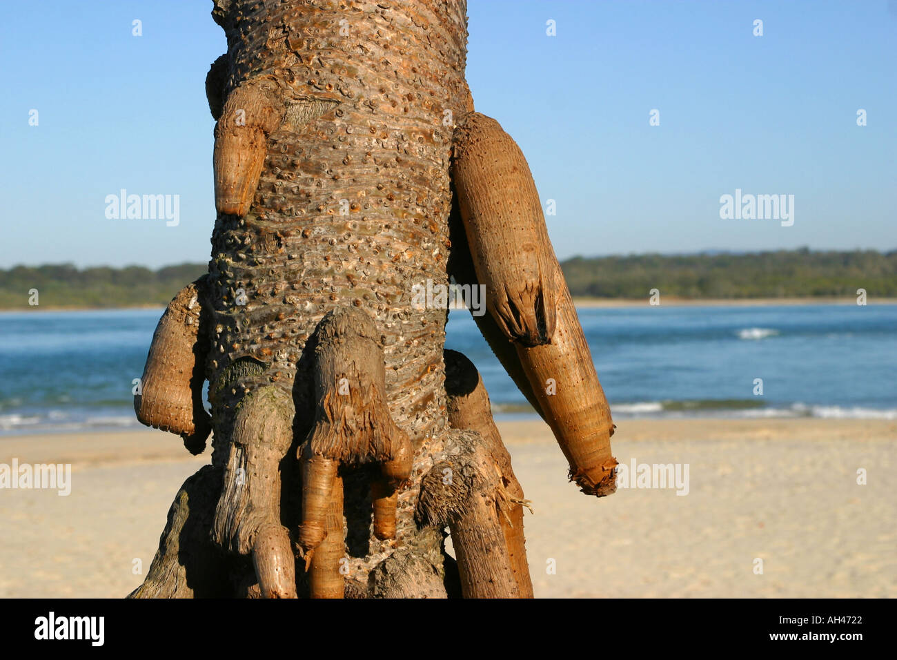 Tree Noosa High resolution digital camera photo Stock Photo - Alamy