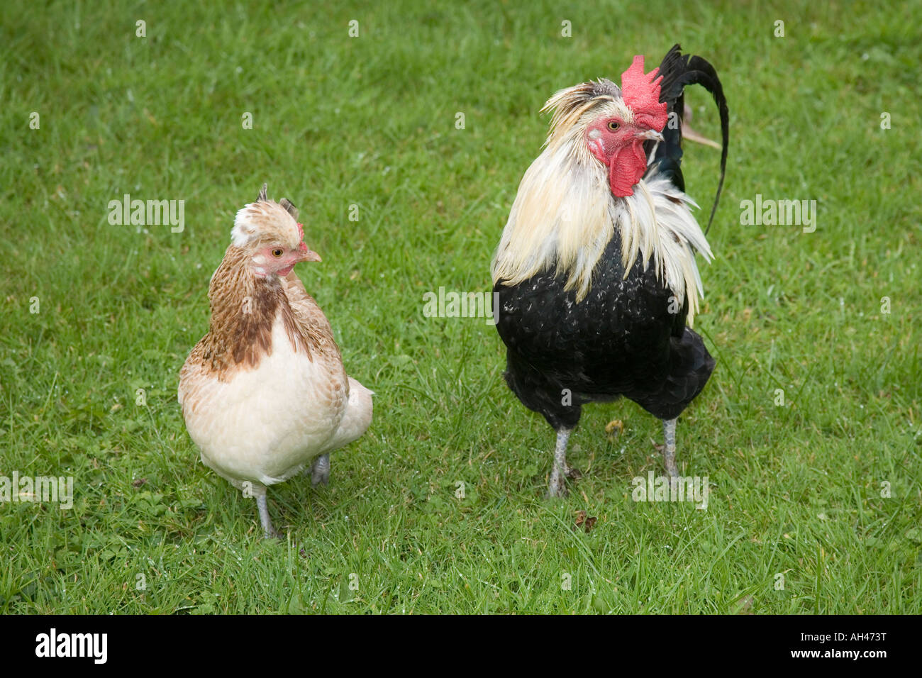Free-range rooster or Cockerel and a hen, Hampshire, England Stock ...