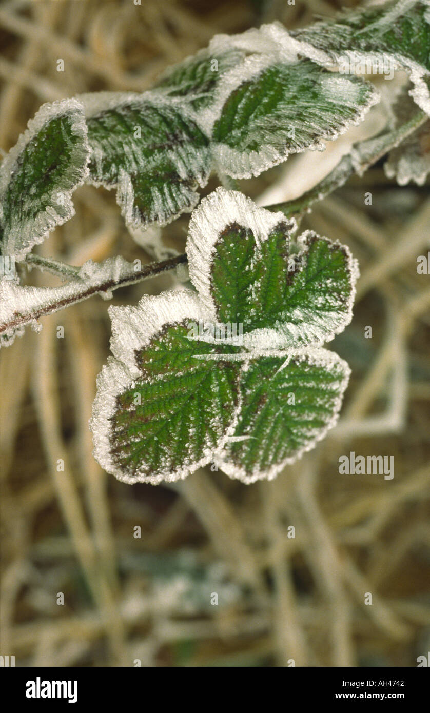 Frosted bramble hi-res stock photography and images - Alamy