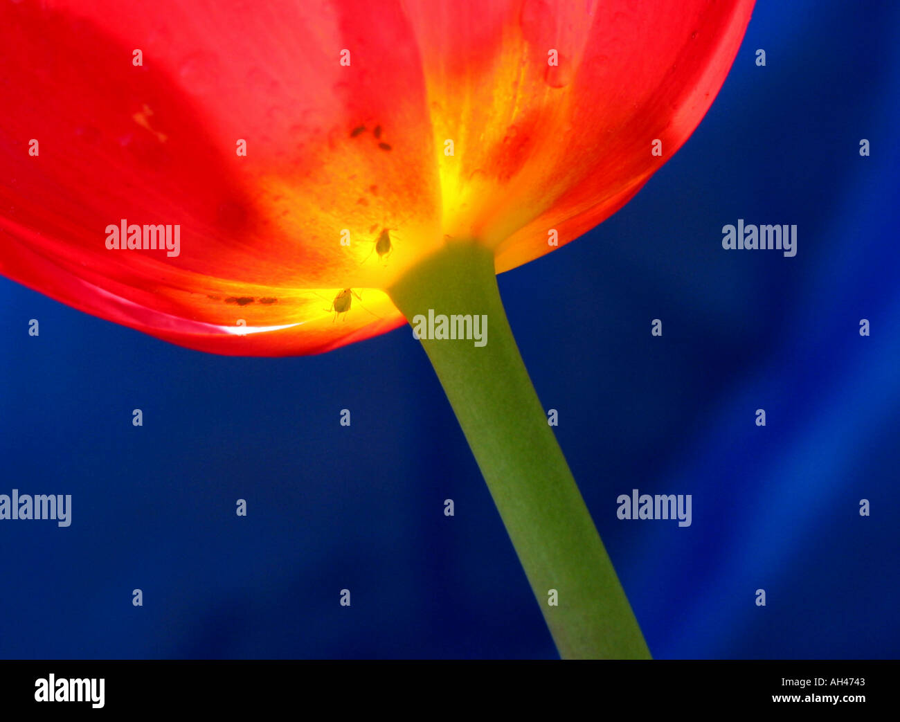 Bug resolution hi-res stock photography and images - Alamy