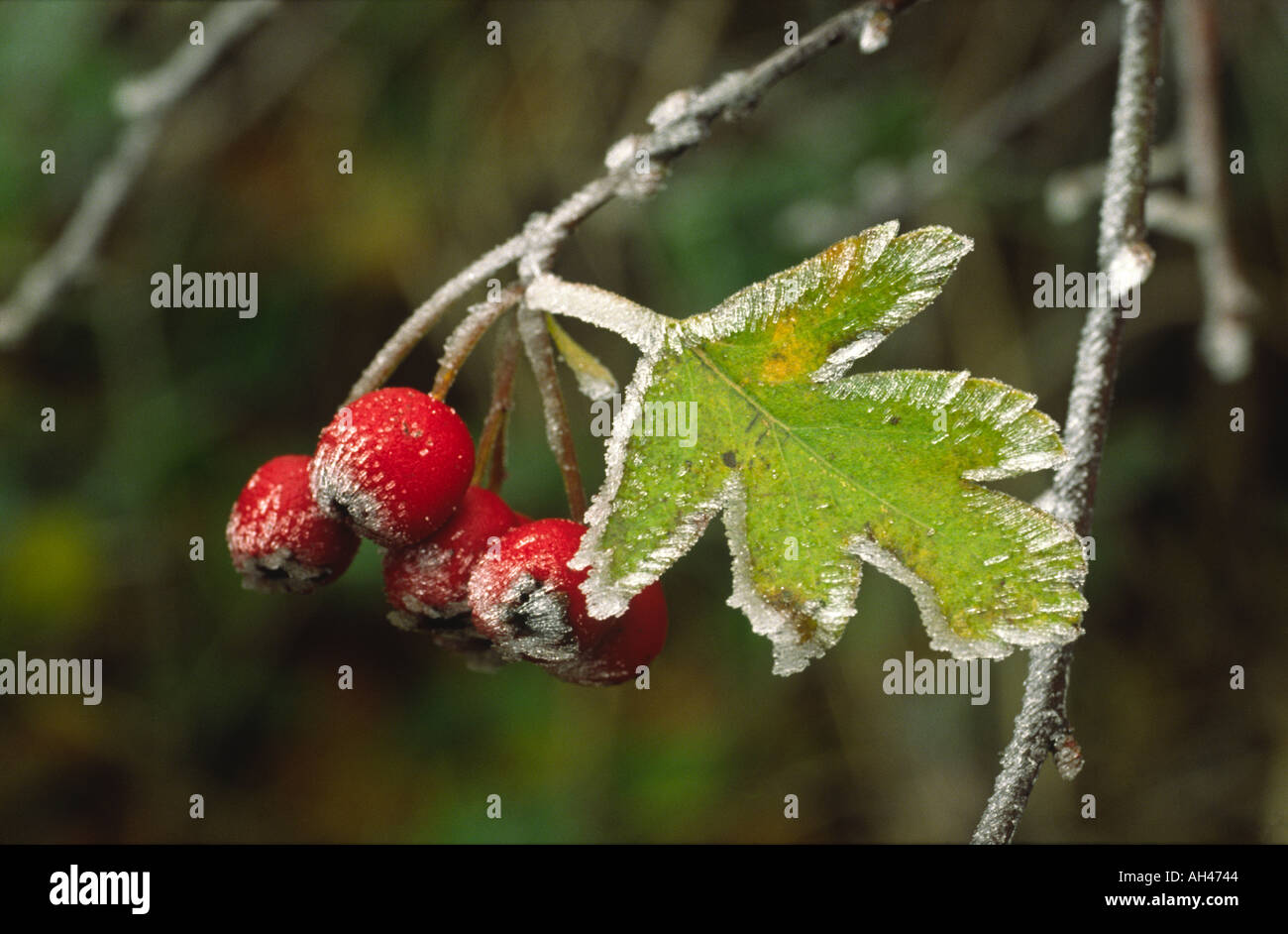 Hawthorn meat hi-res stock photography and images - Alamy