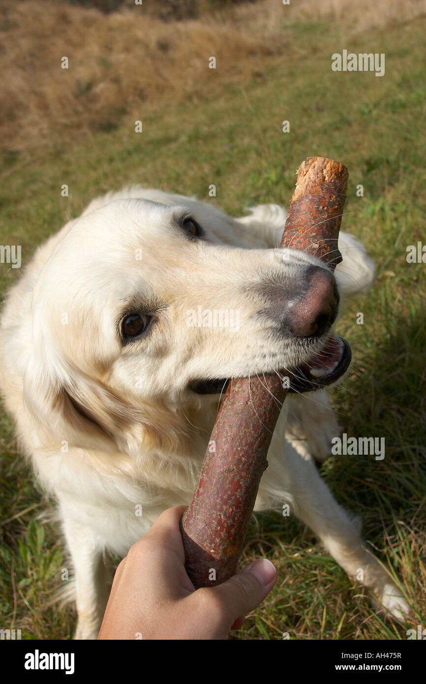 Golden retriever playing with stick Stock Photo - Alamy