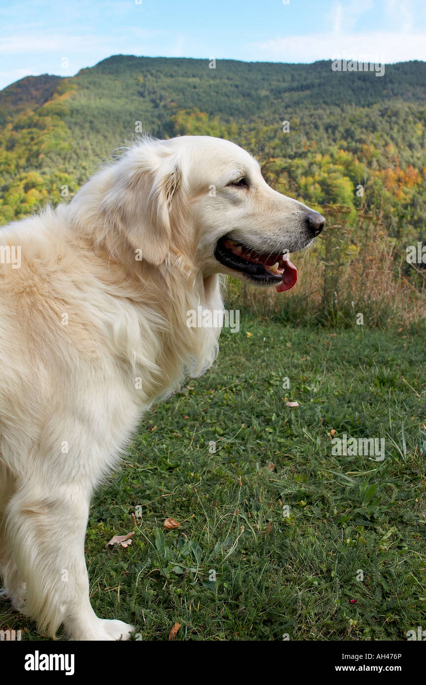 The golden profile hi-res stock photography and images - Alamy