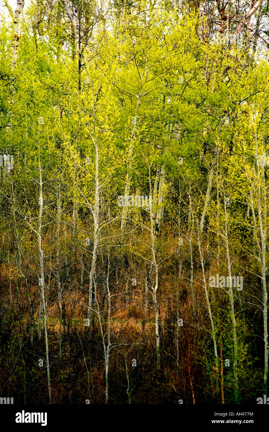 Dense leafy trees Stock Photo - Alamy