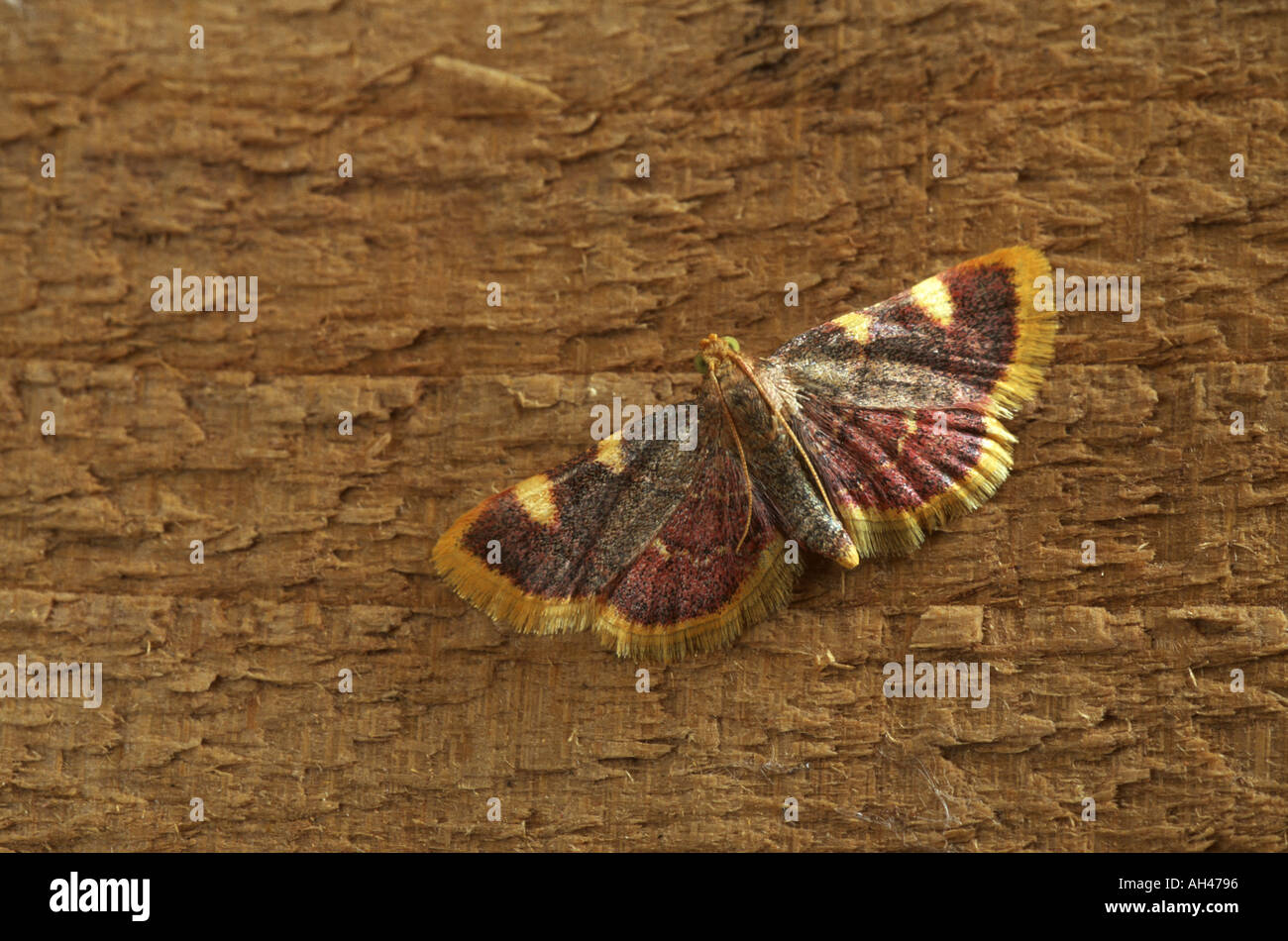 Gold triangle moth hi-res stock photography and images - Alamy