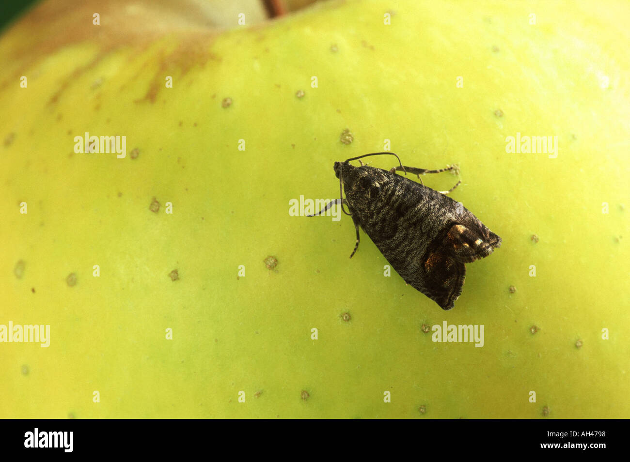 Codlin Moth cydia pomoneila Stock Photo - Alamy