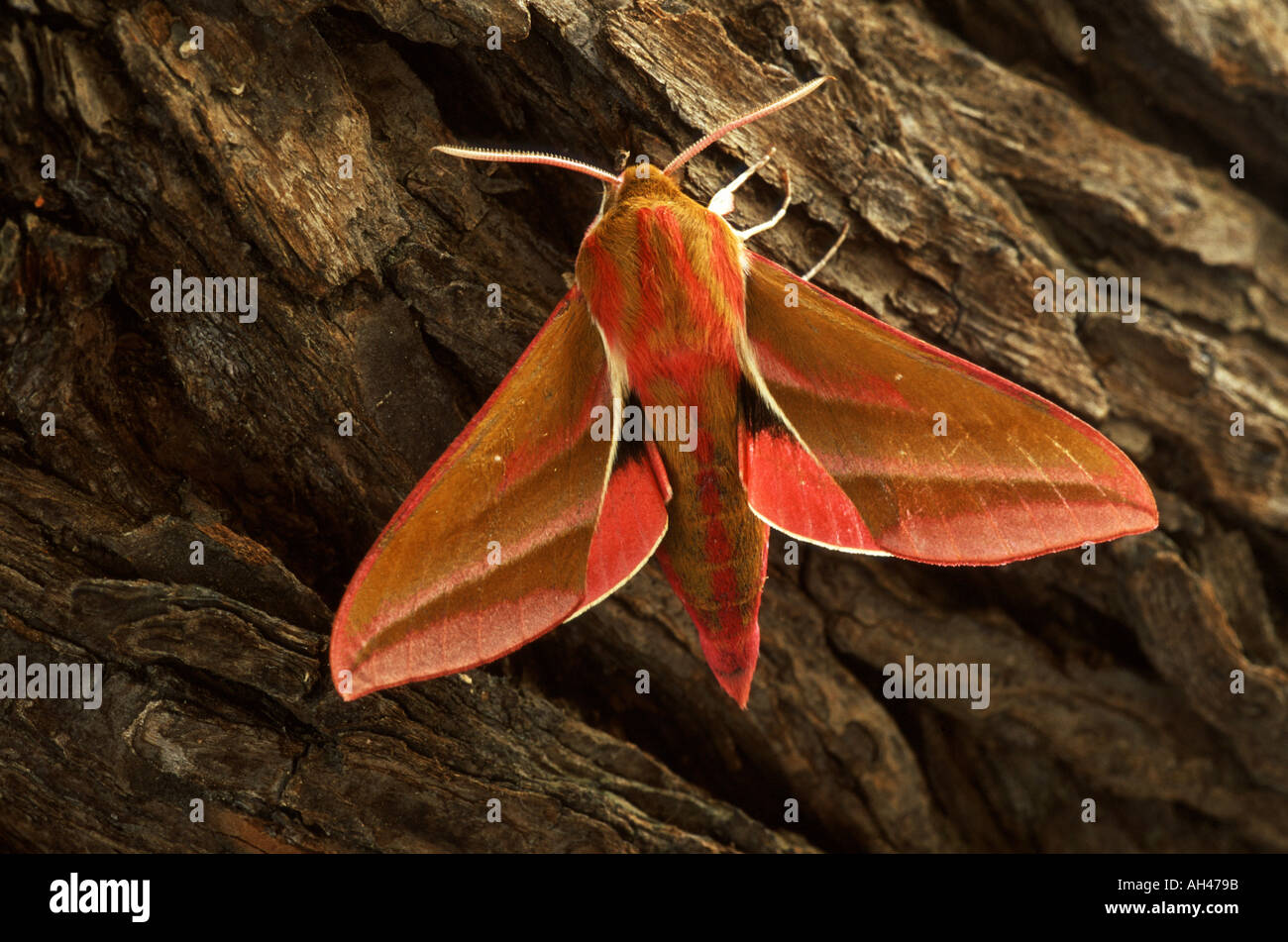 Large Elephant Hawk moth Deilephila elpenor Stock Photo - Alamy