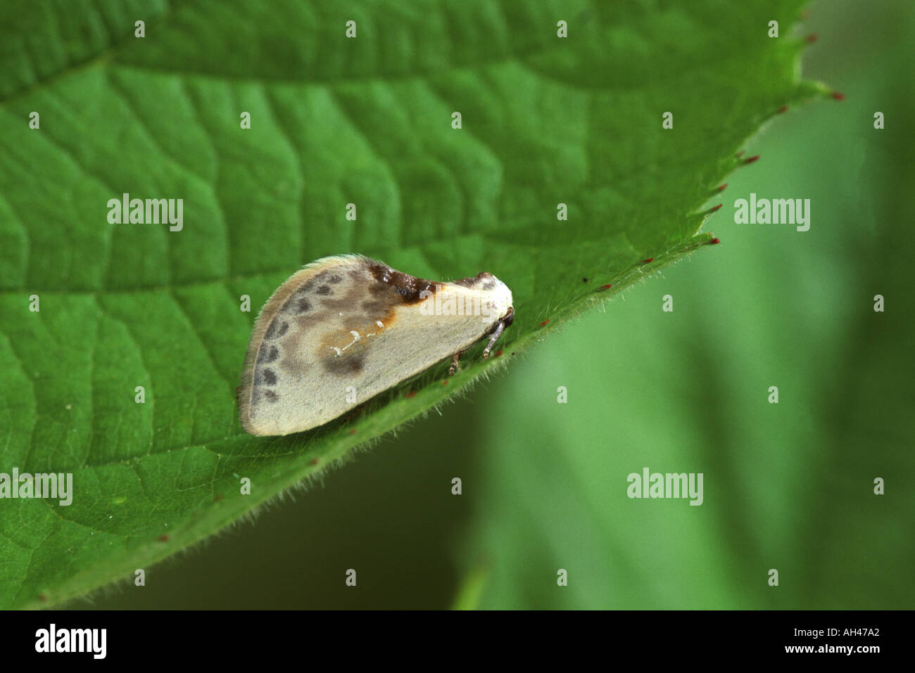 Chinese character moth hi-res stock photography and images - Alamy
