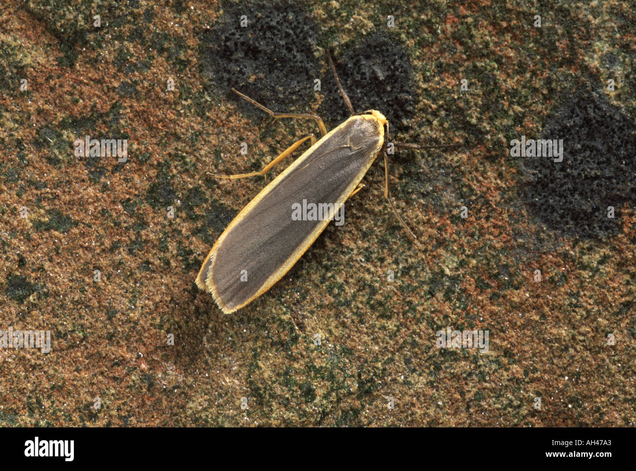 Common Footman Eilema lurideola Stock Photo - Alamy