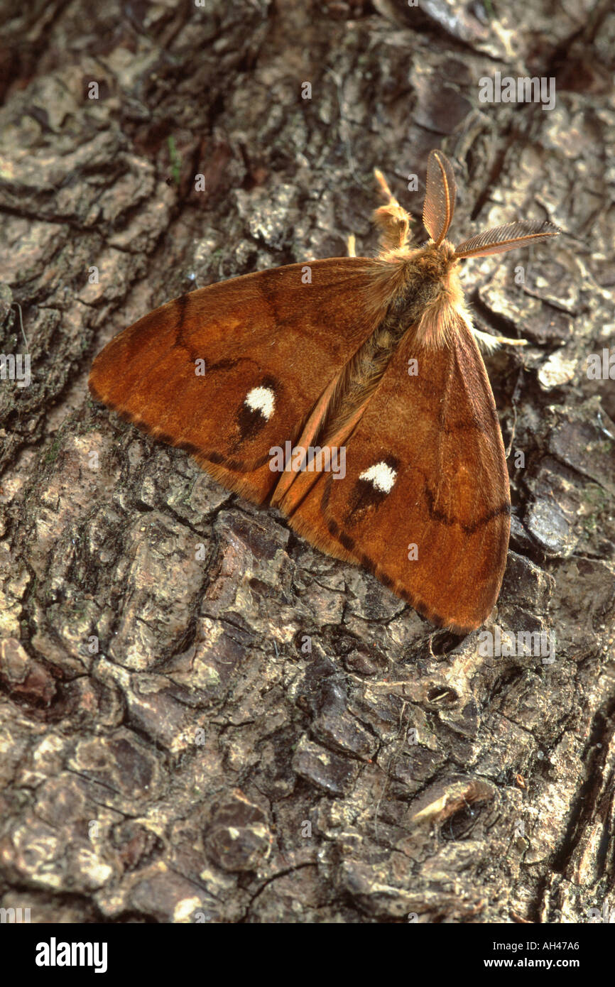 Vapourer moth Orgyia antiqua male Stock Photo - Alamy