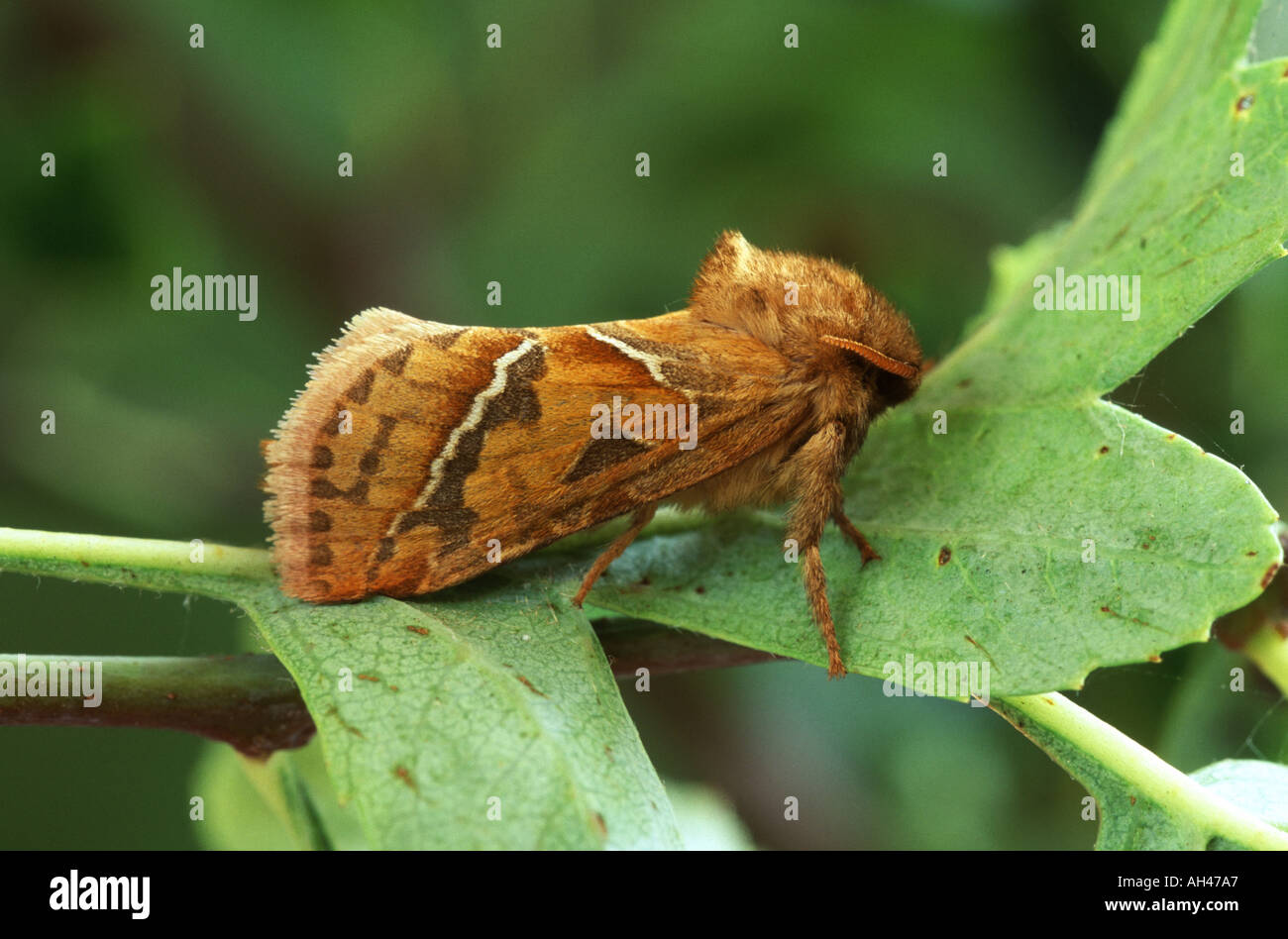 Orange Swift Hepialus sylvina Stock Photo - Alamy