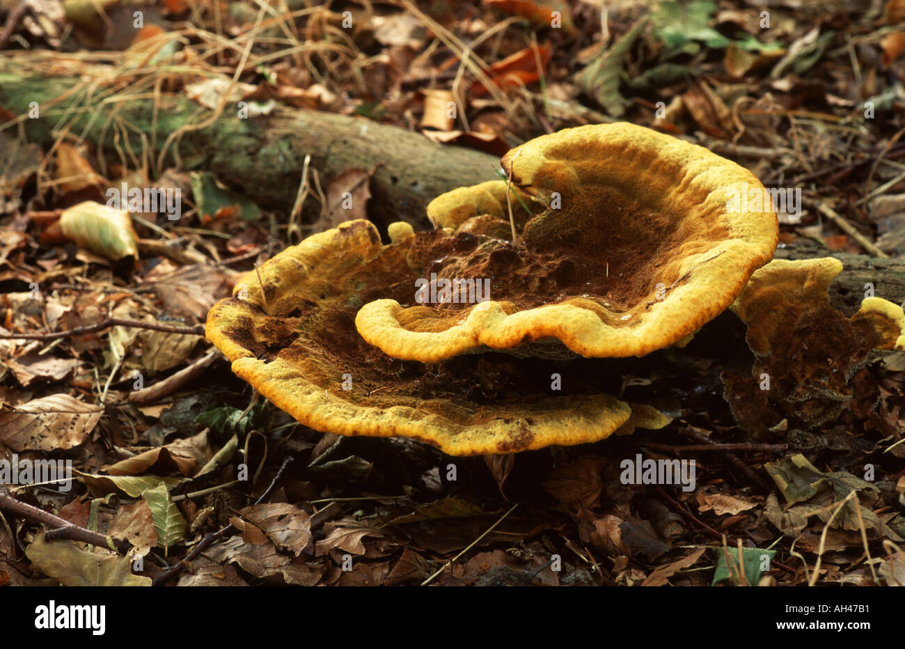 Schweinitzii hi-res stock photography and images - Alamy