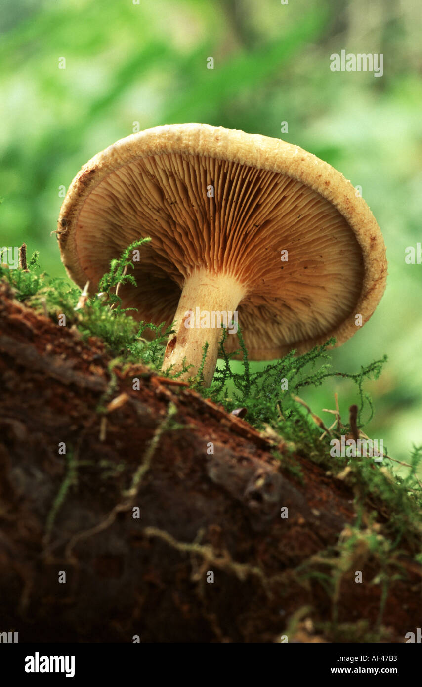 Brown Roll Rim Paxillus involutus Stock Photo - Alamy