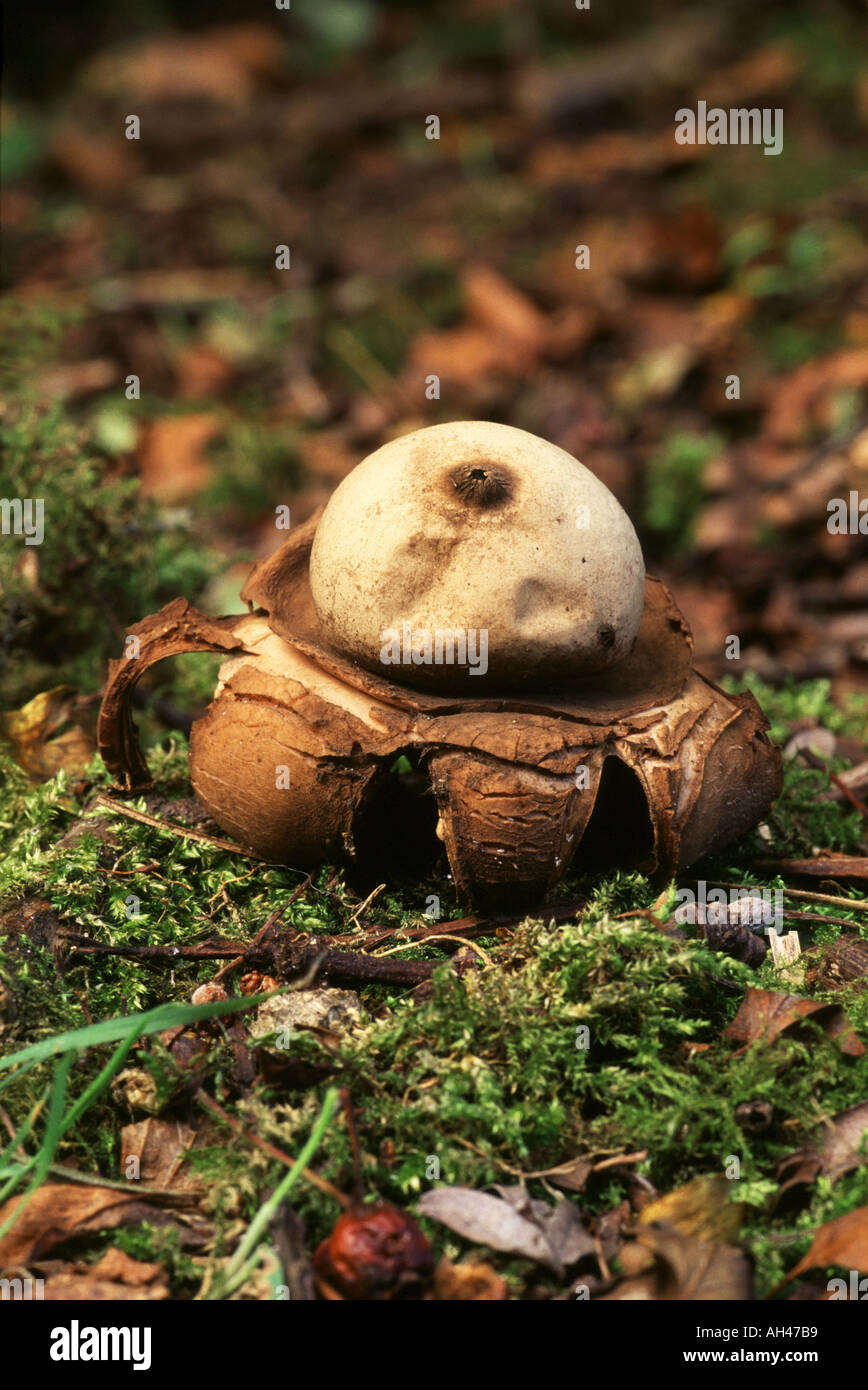 Common Earth Star Geastrum triplex Stock Photo - Alamy