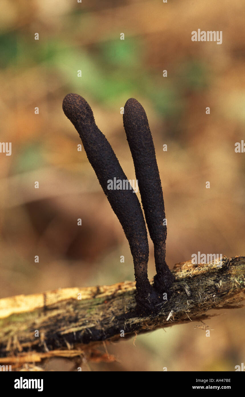 Xylaria longipes fungi hi-res stock photography and images - Alamy
