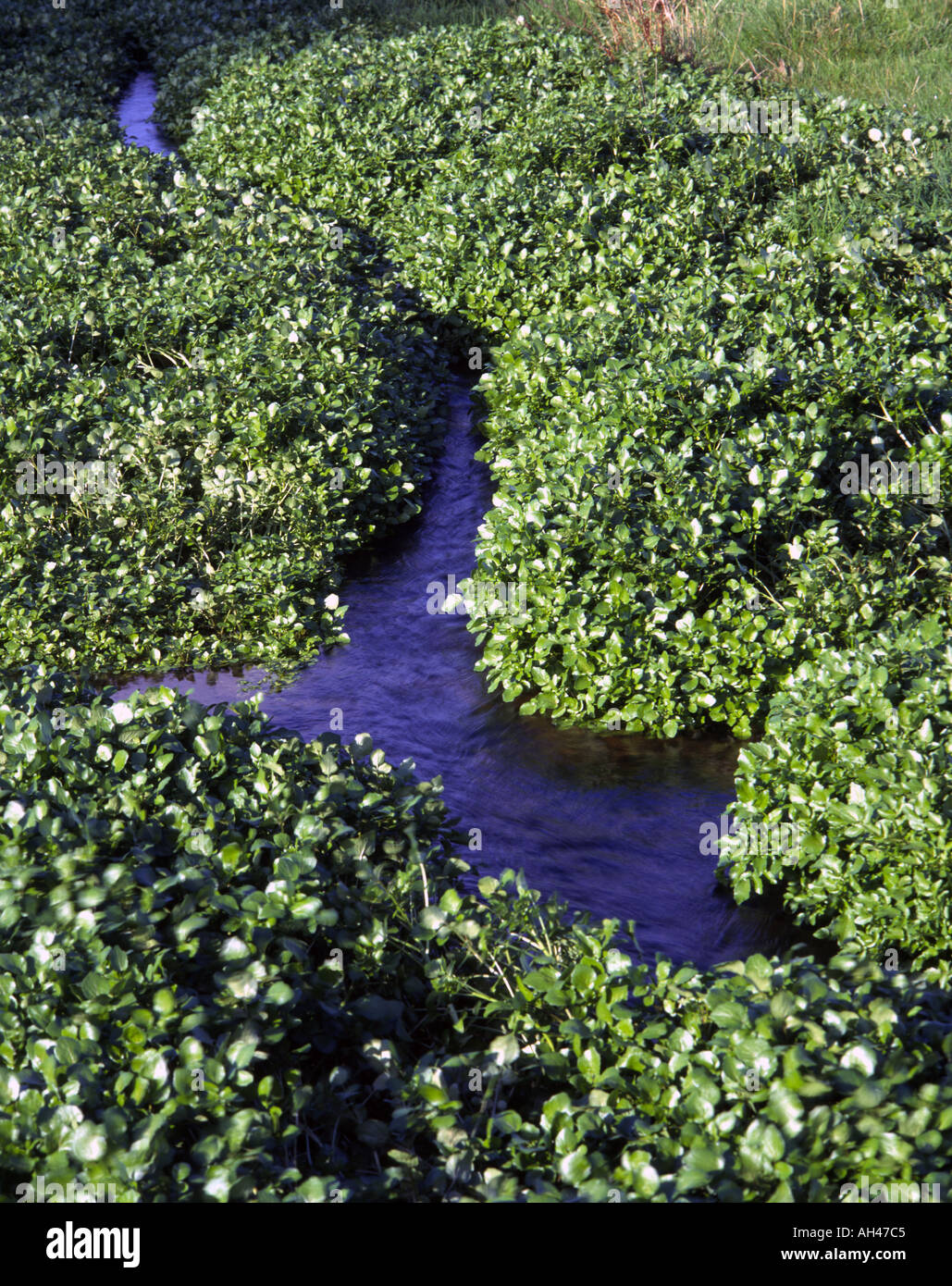 Nasturtium officinale river uk hi-res stock photography and images - Alamy