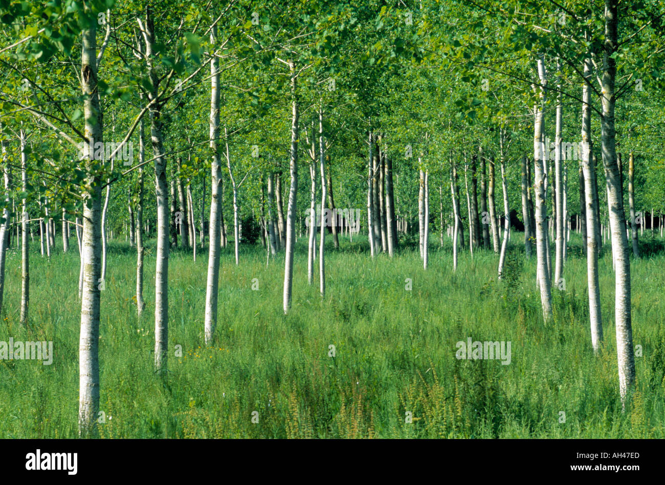 Silver birch trees Loire Valley France Stock Photo - Alamy