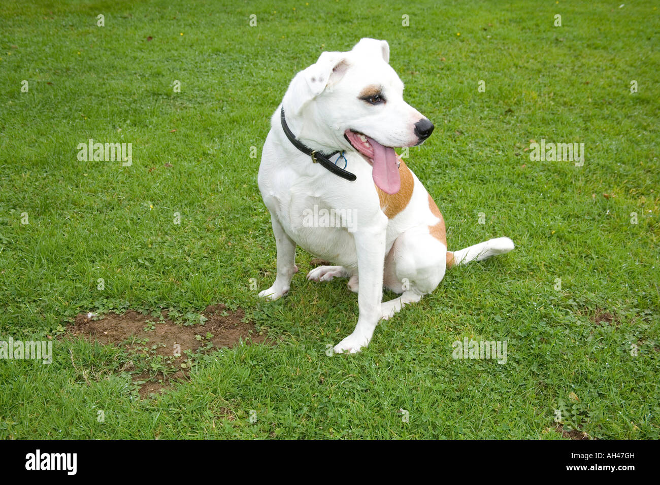 Farm dog,Hampshire England Stock Photo - Alamy