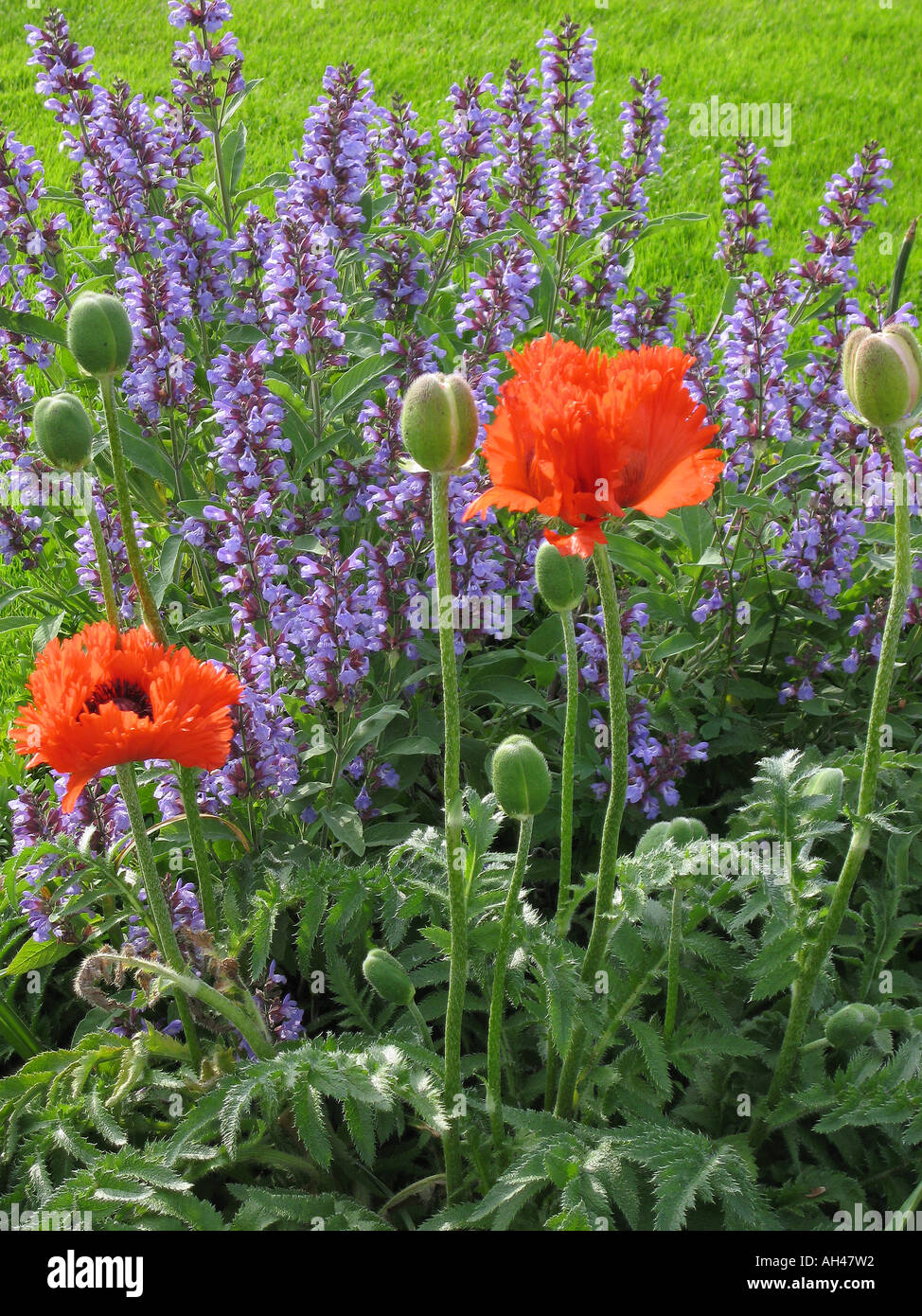 Mohnblumen mohnblumen wildblumen hi-res stock photography and images ...