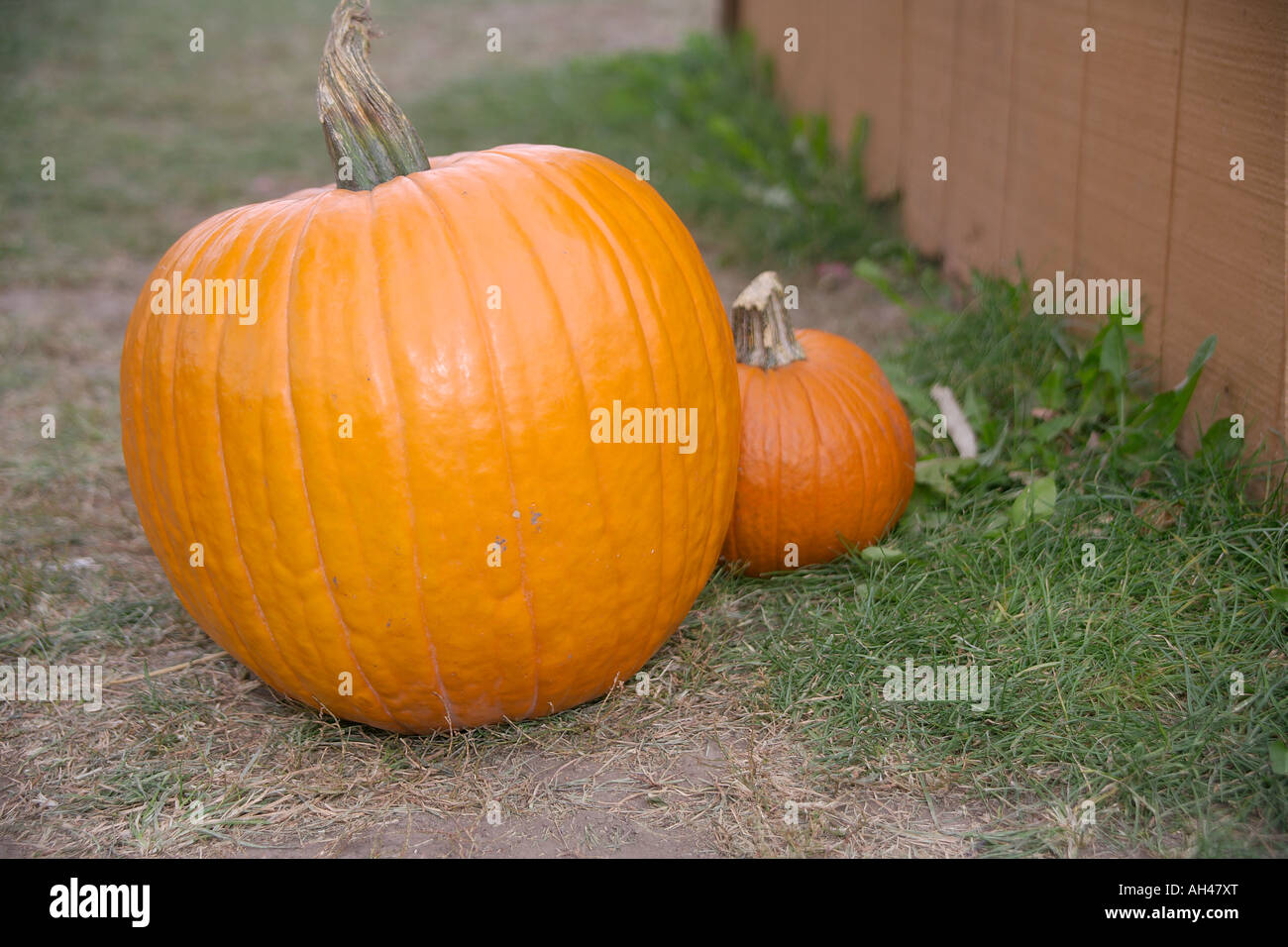 Pumpkins during the Fall Harvest Stock Photo - Alamy