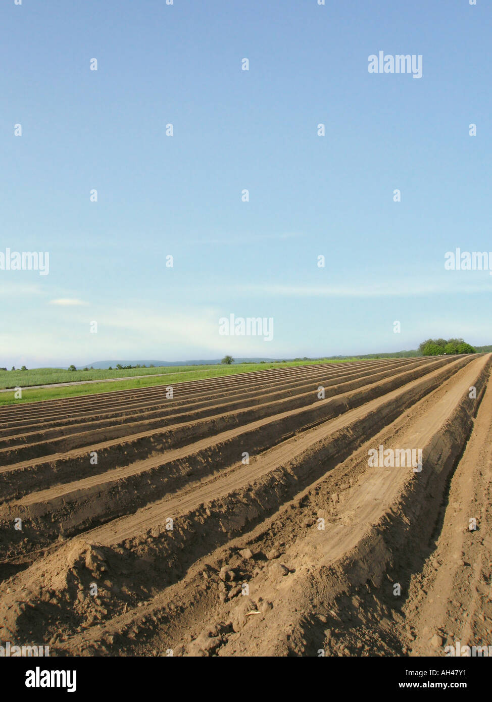 aspargus field cultivation Spargelfeld Stock Photo - Alamy