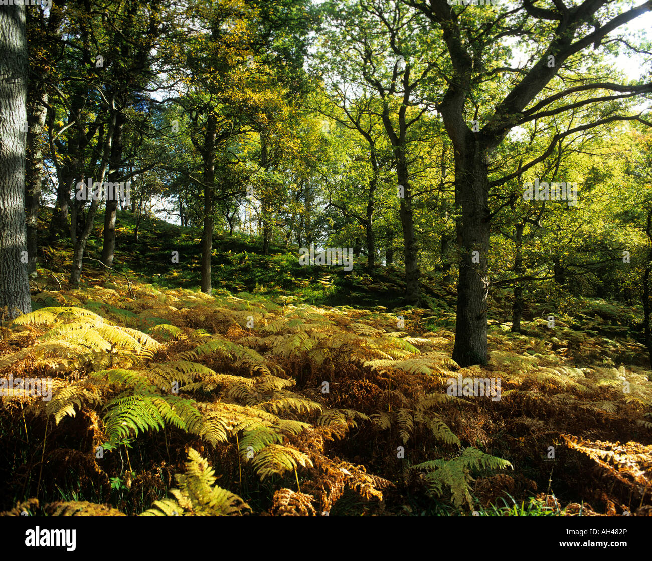 Oak leaves ferns hi-res stock photography and images - Alamy