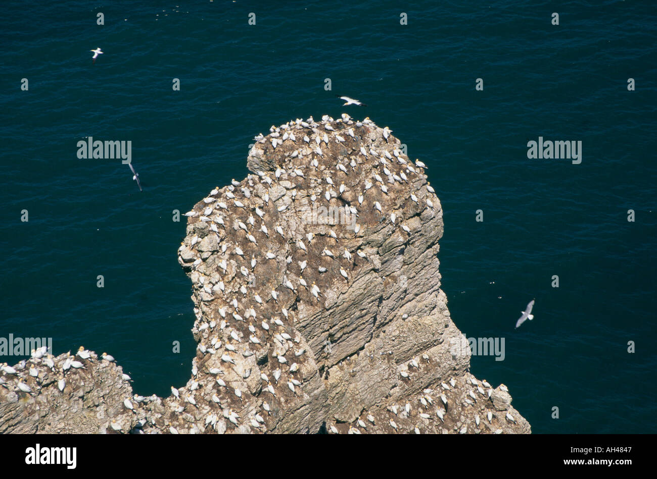 Gannet Colony Bempton Cliffs RSPB Reserve Flamborough Head North ...