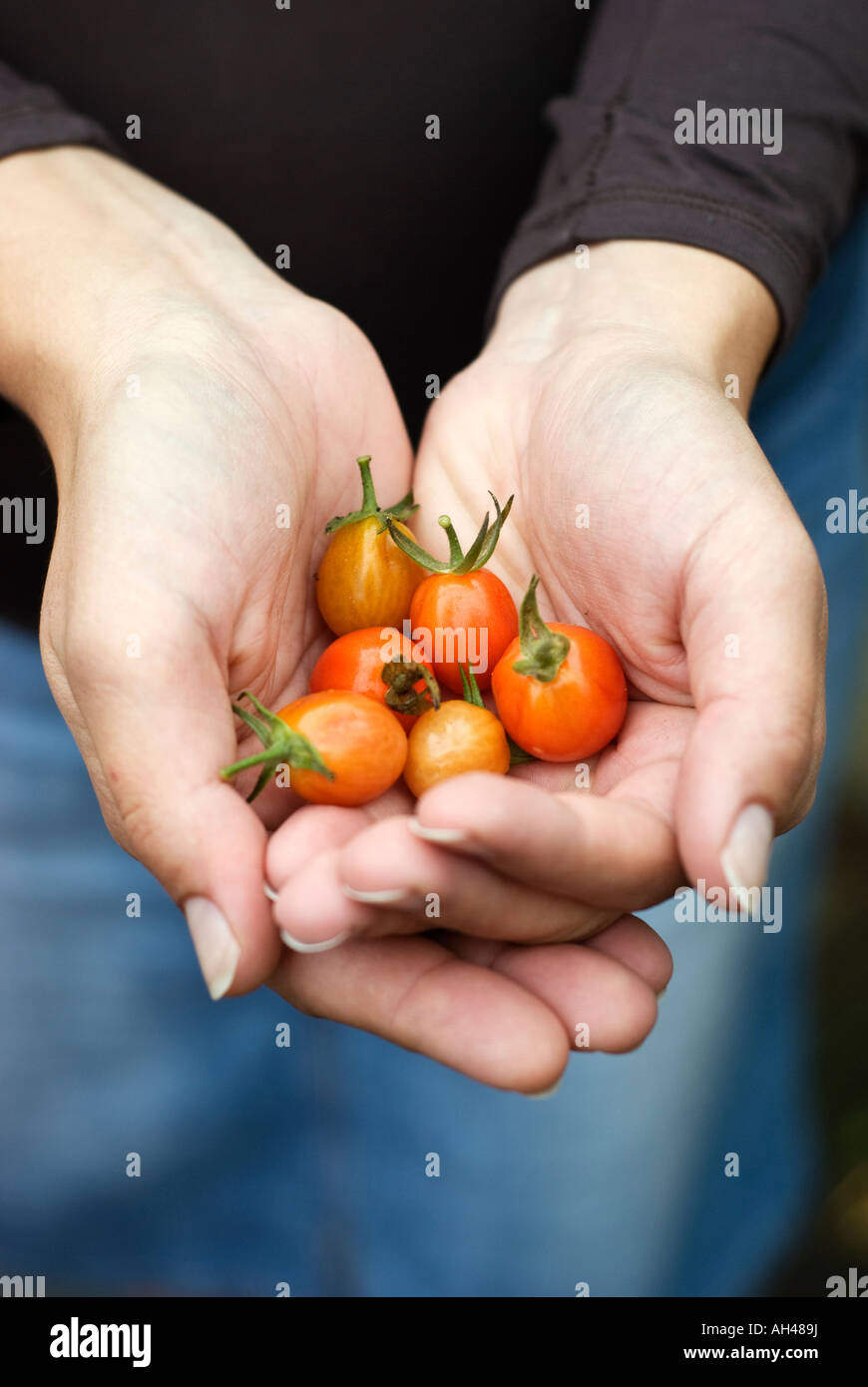 Rippen tomatoes hi-res stock photography and images - Alamy