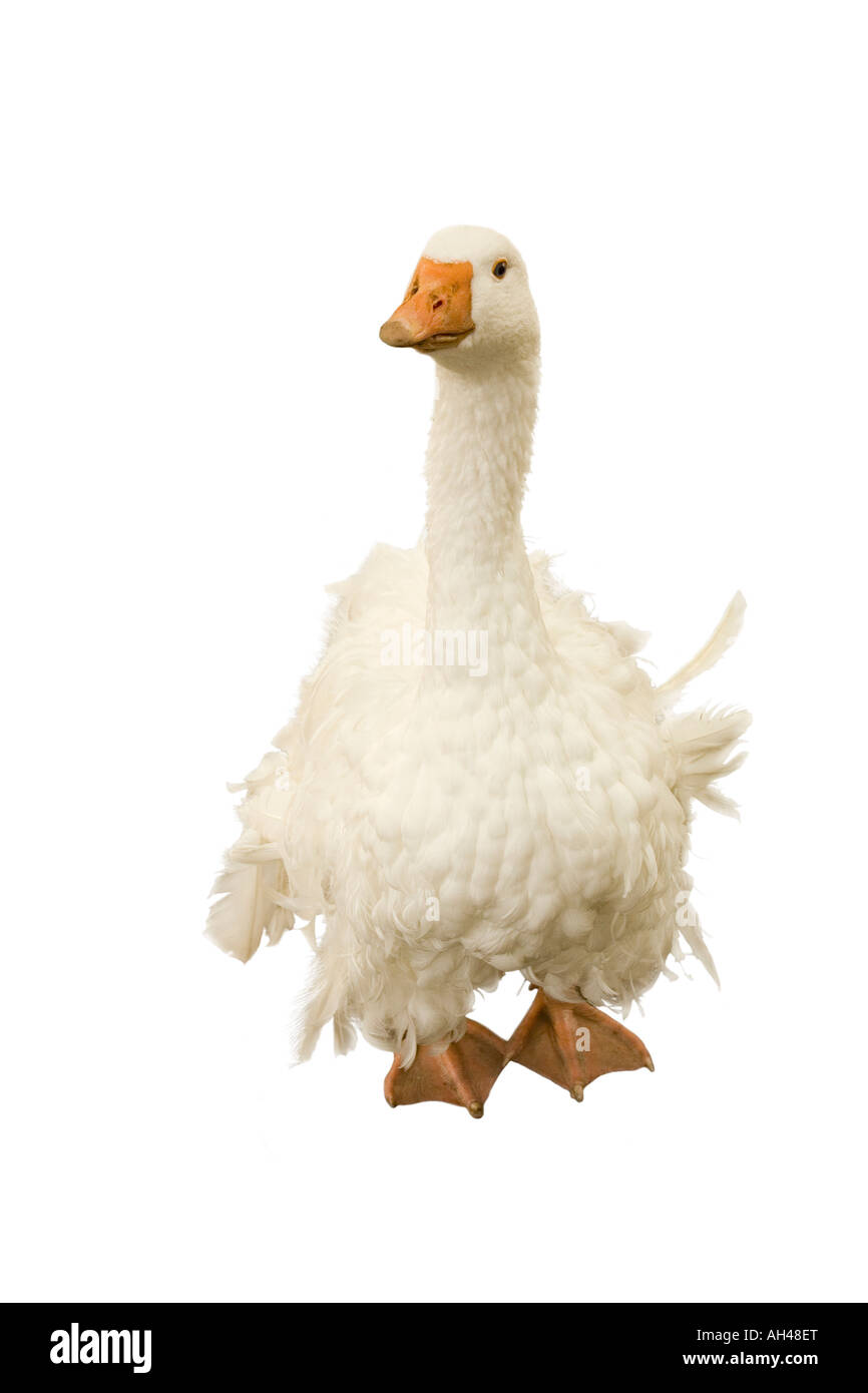 Ruffled Duck Feathers