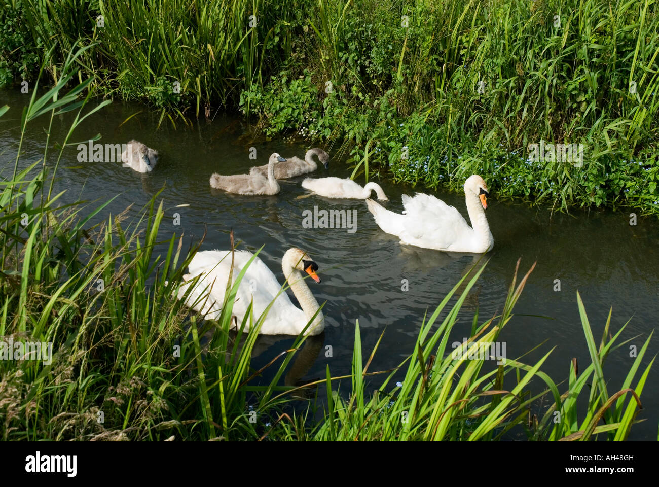 Swans and cygnets on Watermill Stream in Combe Haven Valley East Sussex ...