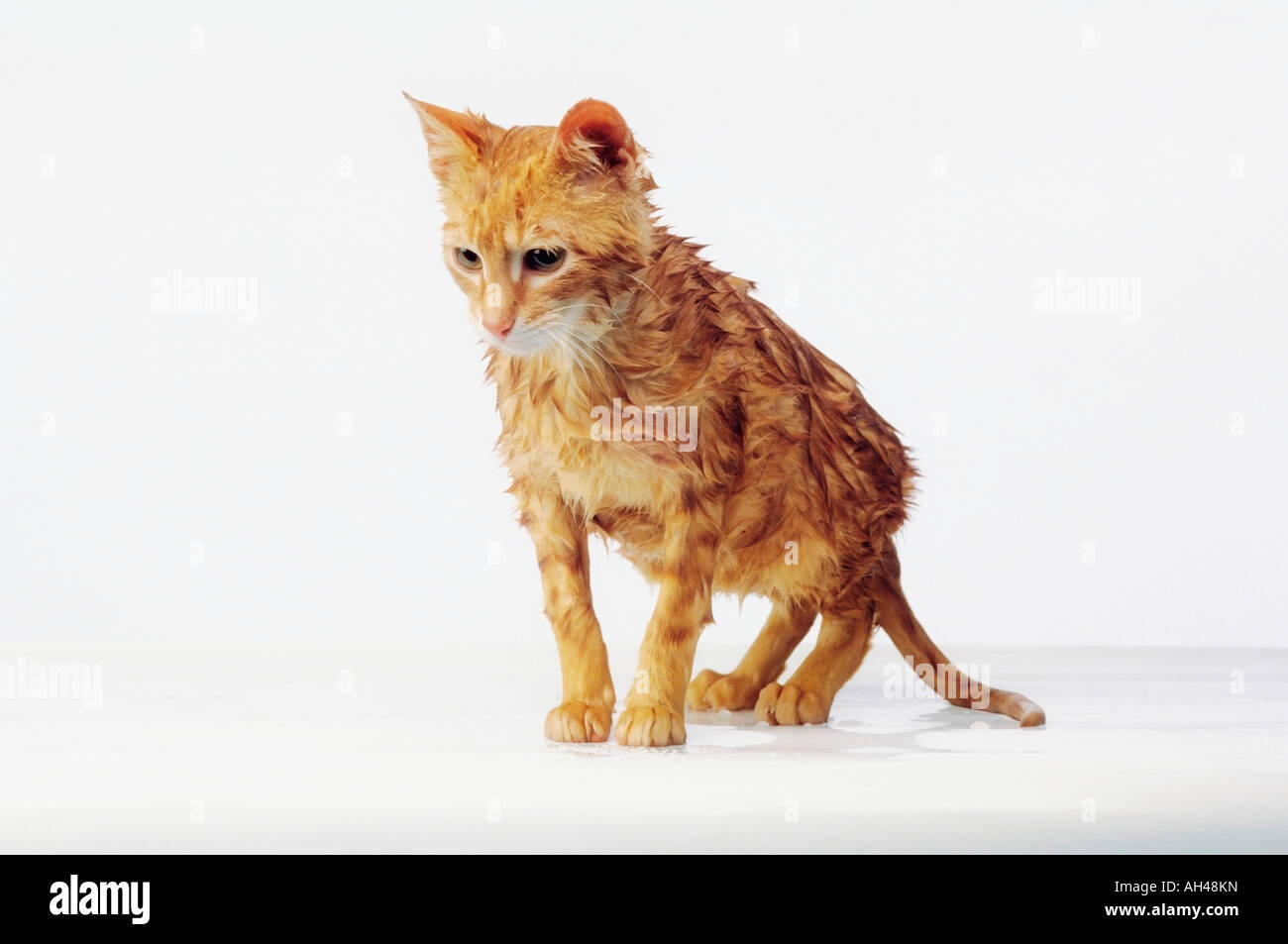 Wet cats hi-res stock photography and images - Alamy