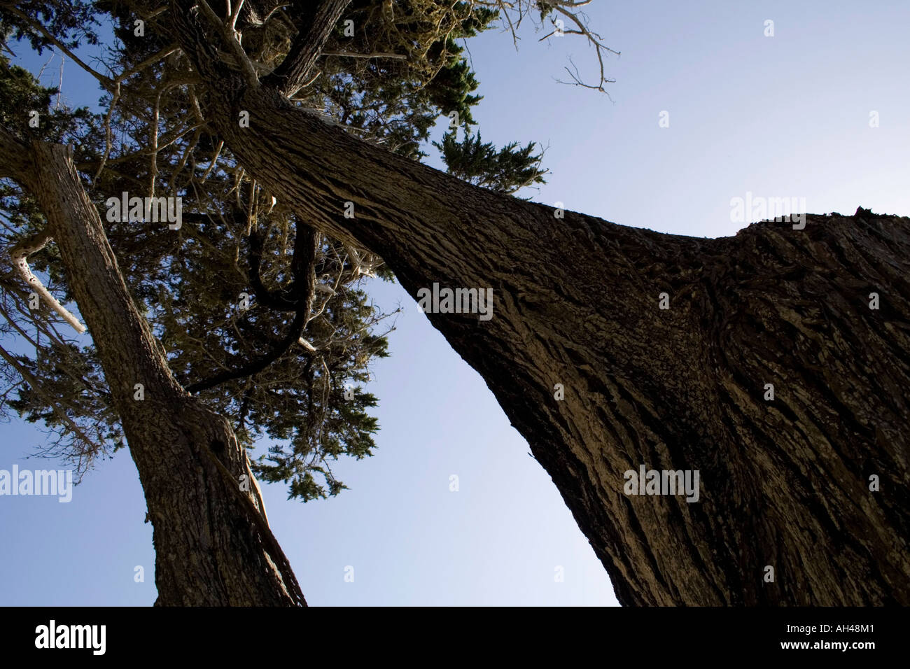 Trees silhouetted against sun hi-res stock photography and images - Alamy