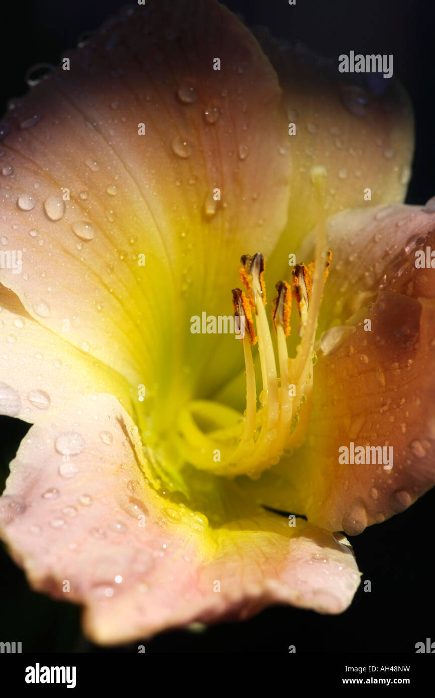 Flower with dew Stock Photo - Alamy